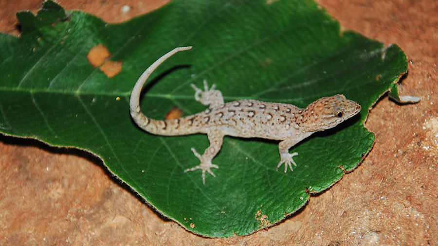 Ray Huey comments on rapidly evolving geckos in Science | UW Biology